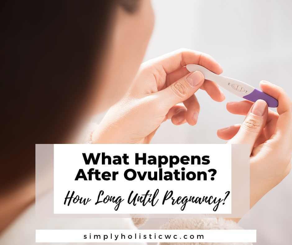 What Happens After Ovulation | How Long Until Pregnancy? - Simply ...